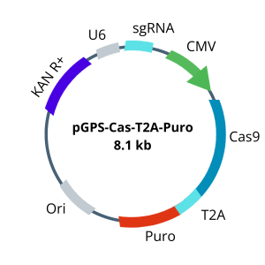 CRISPR Cas9 Lentivirus Resources | BioInnovatise