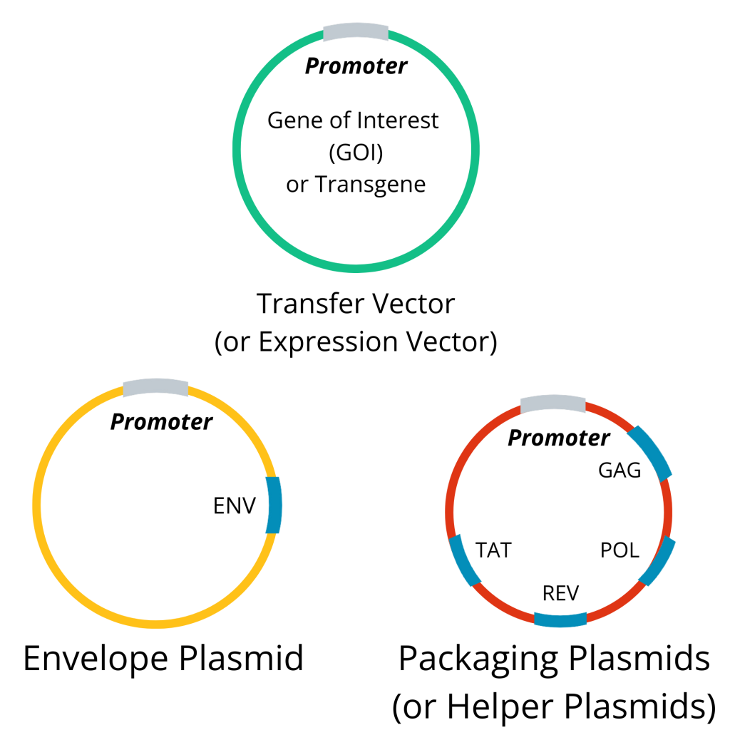 Lentiviral Packaging Plasmids Resources | BioInnovatise