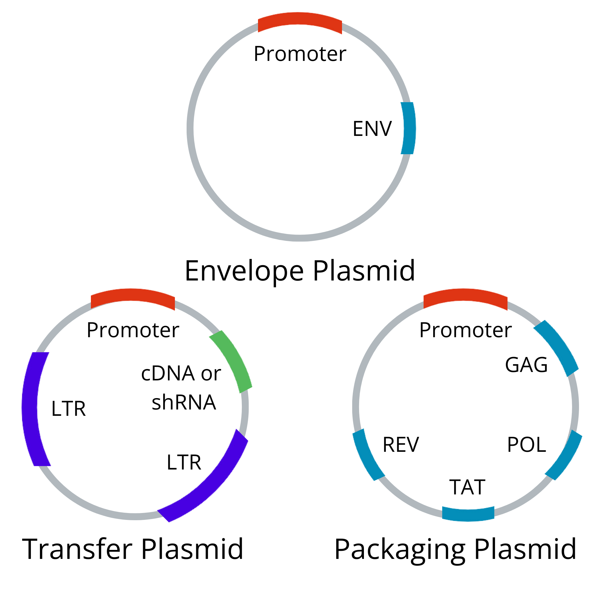 Lentivirus Packaging Generations Resources | BioInnovatise