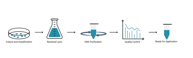 Plasmid DNA Preparation Protocol Resources | BioInnovatise