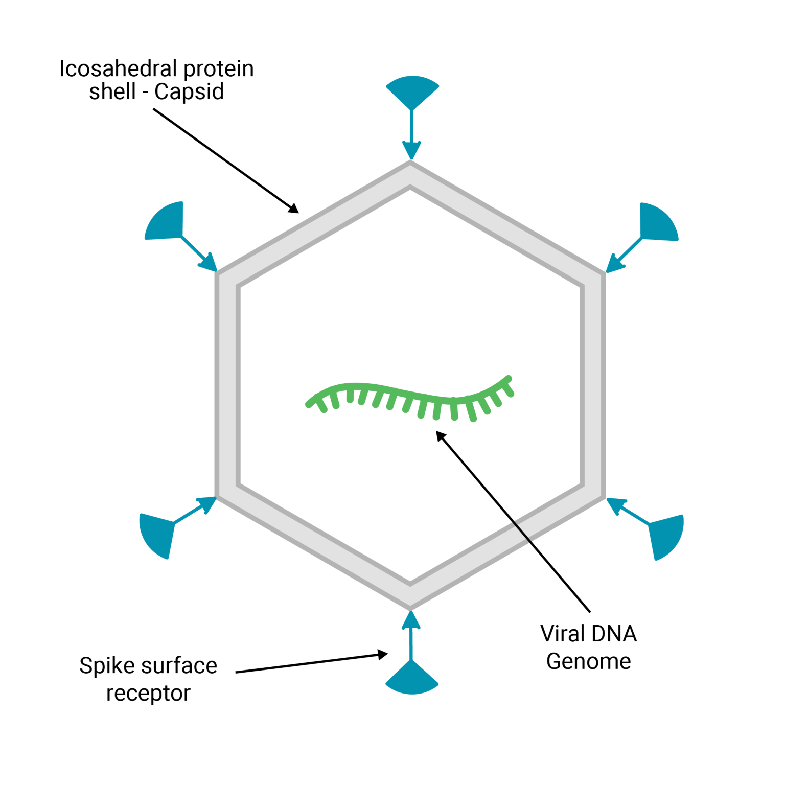 AAV vs Lentivirus Resources - BioInnovatise