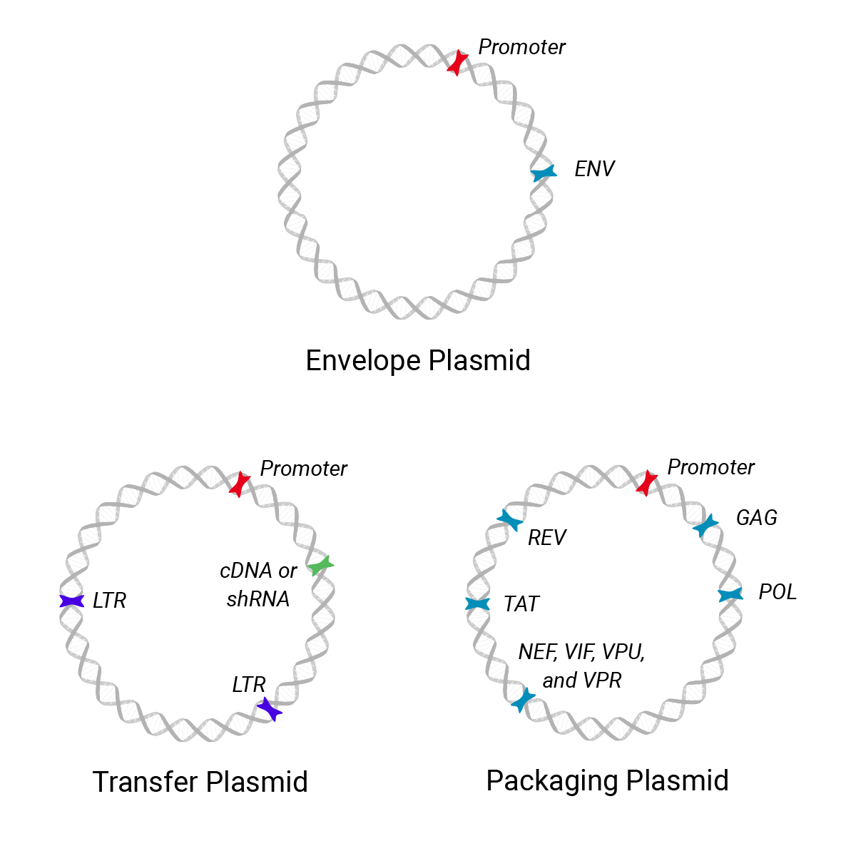 Lentivirus Packaging Generation Resources | BioInnovatise