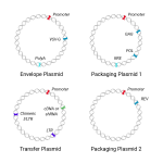 Lentivirus Packaging Generation Resources | BioInnovatise
