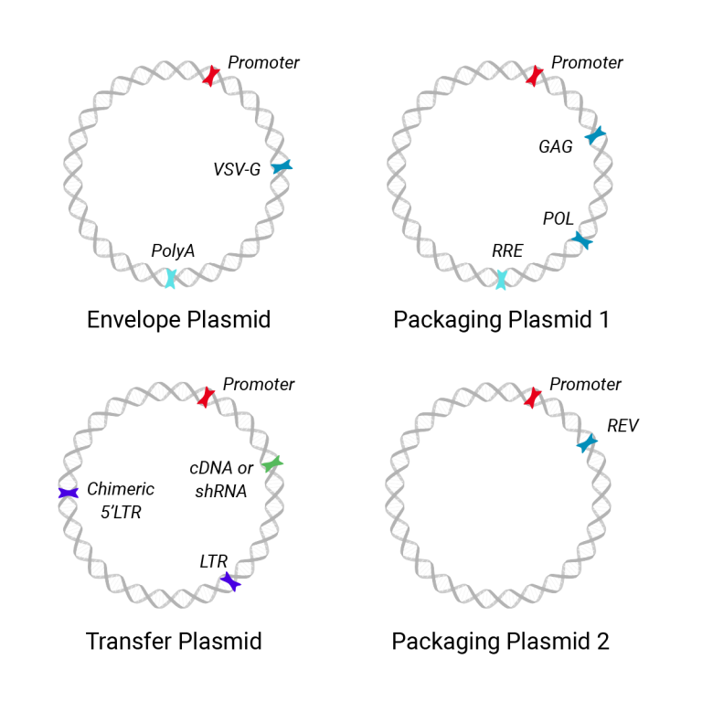 Lentivirus Packaging Generation Resources | BioInnovatise