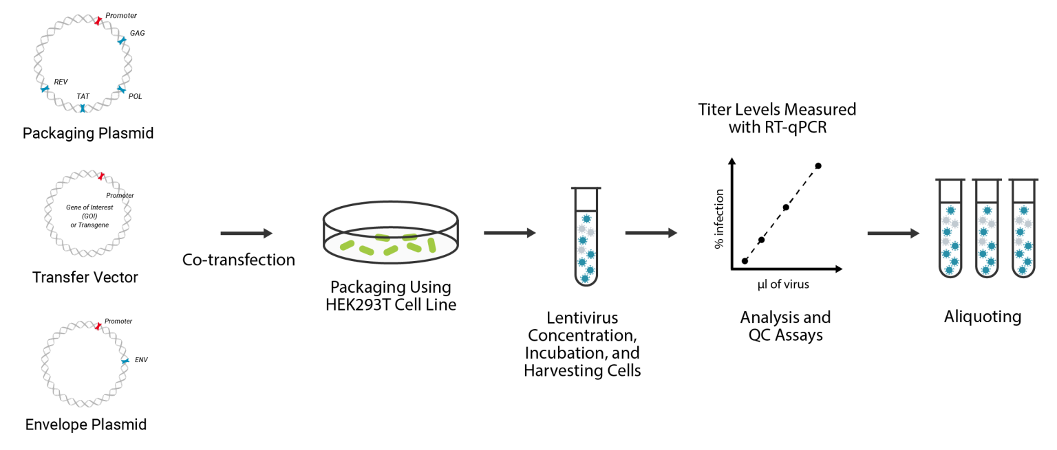 Lentiviral Packaging Plasmids Resources | BioInnovatise