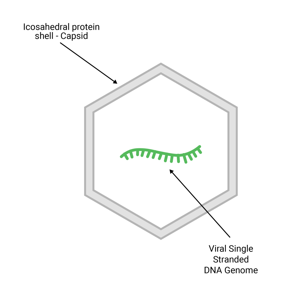 AAV vs Lentivirus Resources - BioInnovatise
