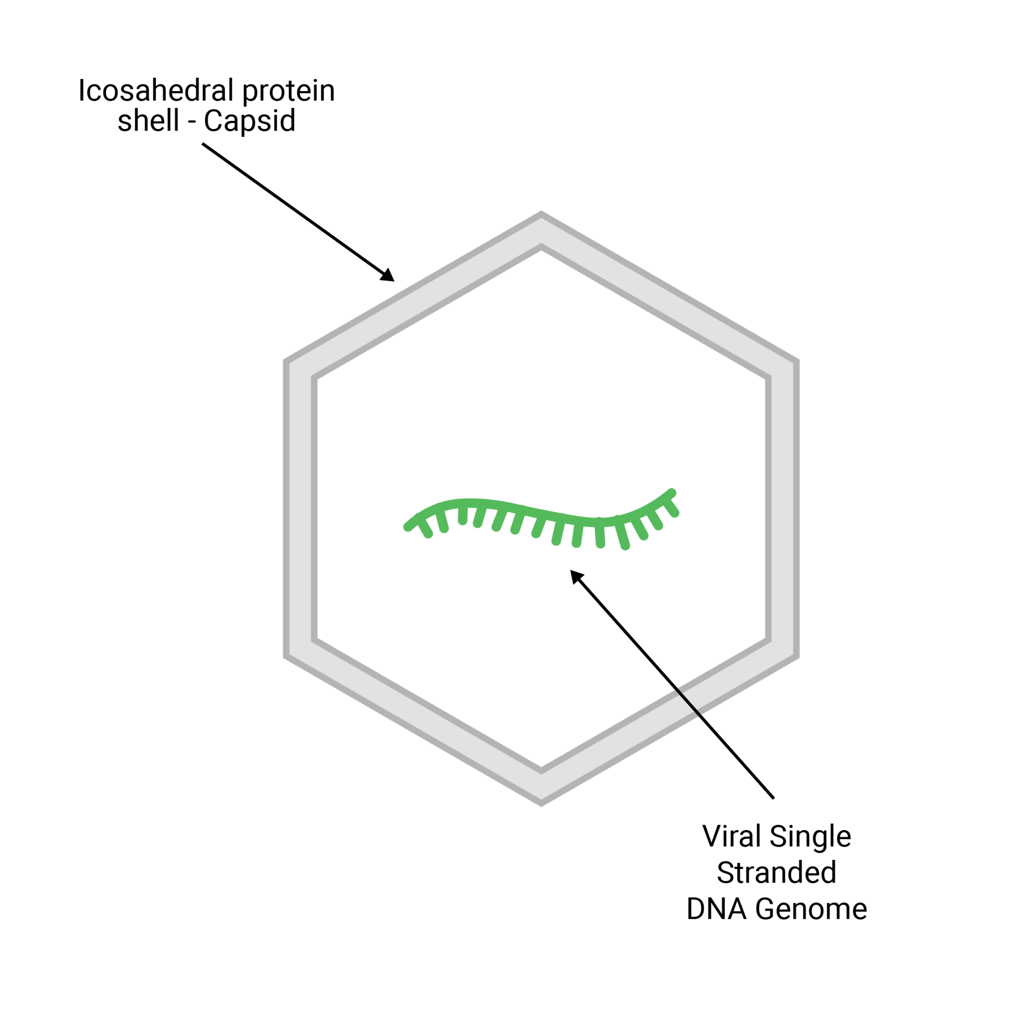 AAV vs Lentivirus Resources - BioInnovatise