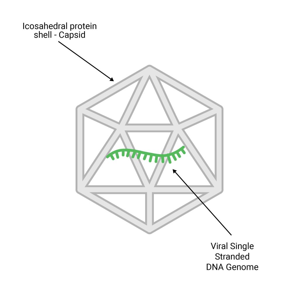 Adenovirus vs AAV Resources - BioInnovatise